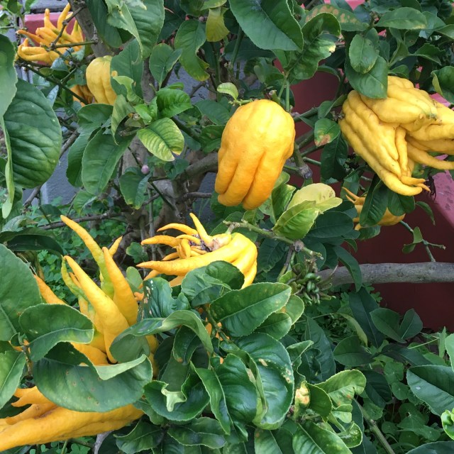 Buddha’s Hand Citron and Pistachio Pound Cake | butter, sugar, flowers